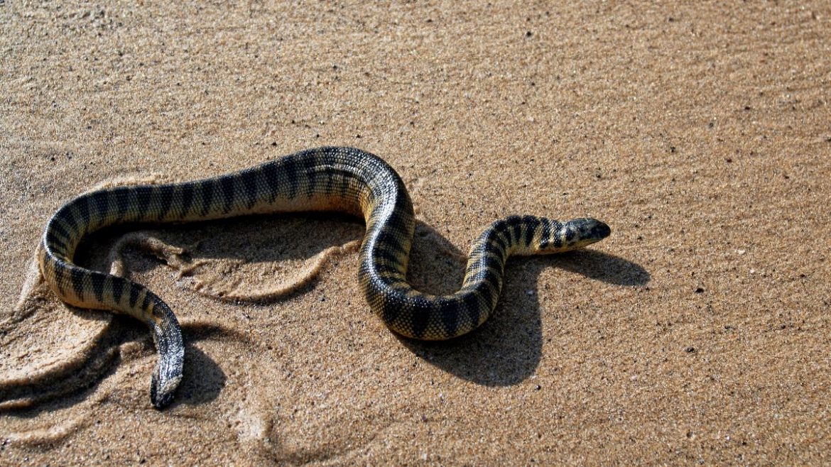 After Sharks, Sea Snakes At UAE Beaches Alarm People, Warning Issued ...