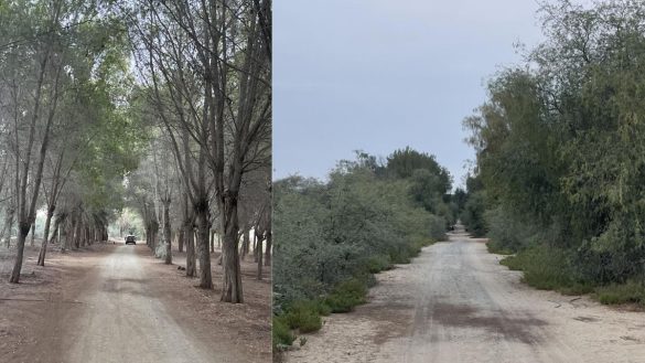 Did You Know There Is A Hidden Forest Trail In Dubai? Psst! Entry Is Free