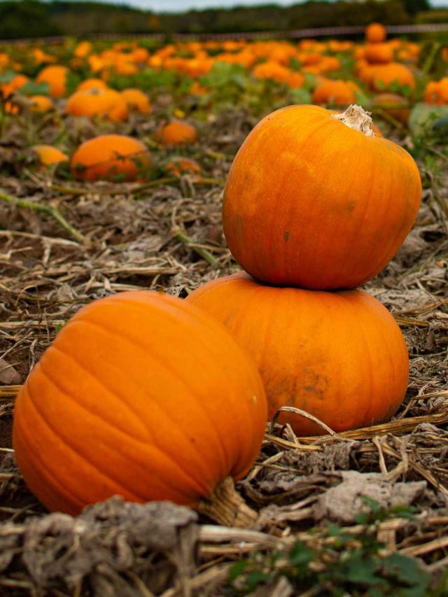 9 Health Benefits Of Eating Kaddu (Pumpkin)