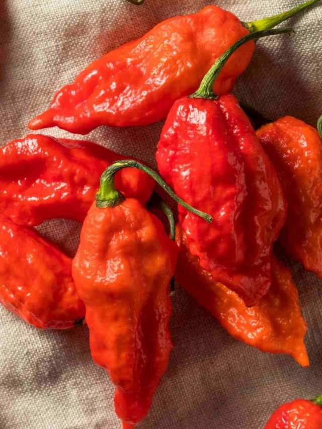 9 Things To Know About Bhut Jolokia, The World's Spiciest Chilly