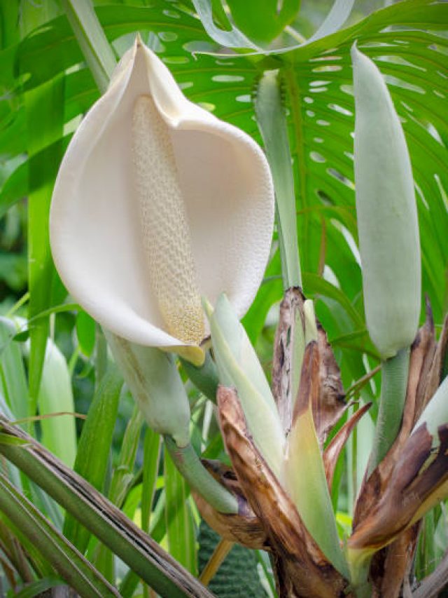 What Is This Mysterious Tropical Fruit Monstera Deliciosa?