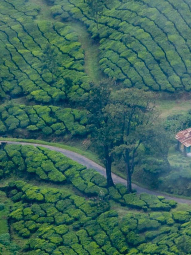 10 Things To Do In Munnar