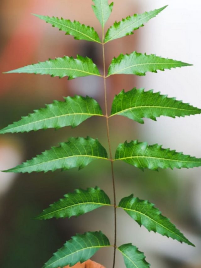 9 Benefits Of Neem Leaves That You Should Know
