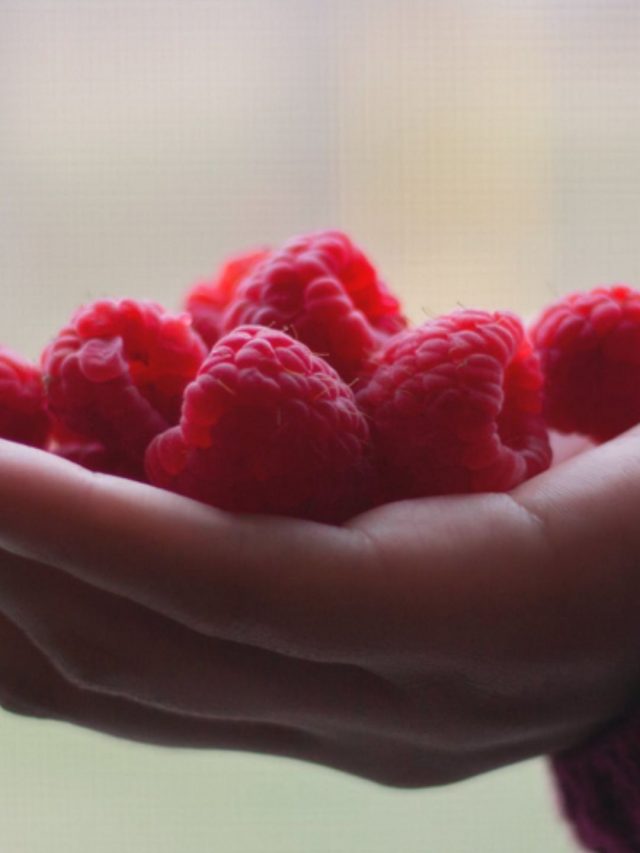 Raspberries And Their Many Benefits