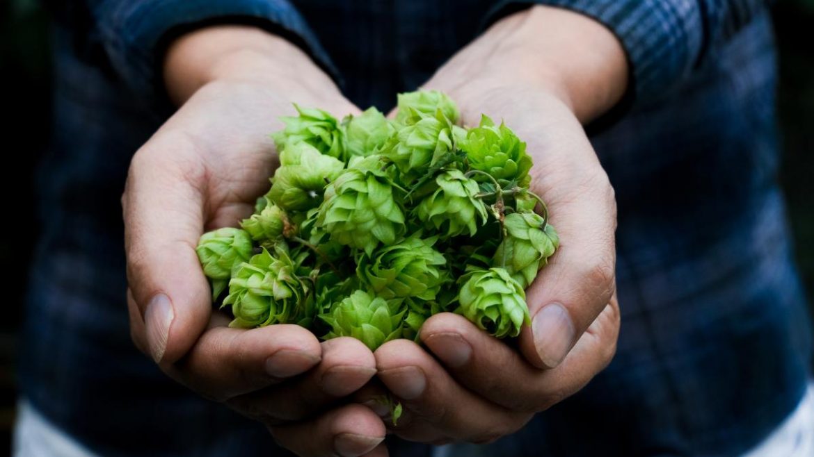 This Is The World's Most Expensive Vegetable That "Shoots" Up To ...