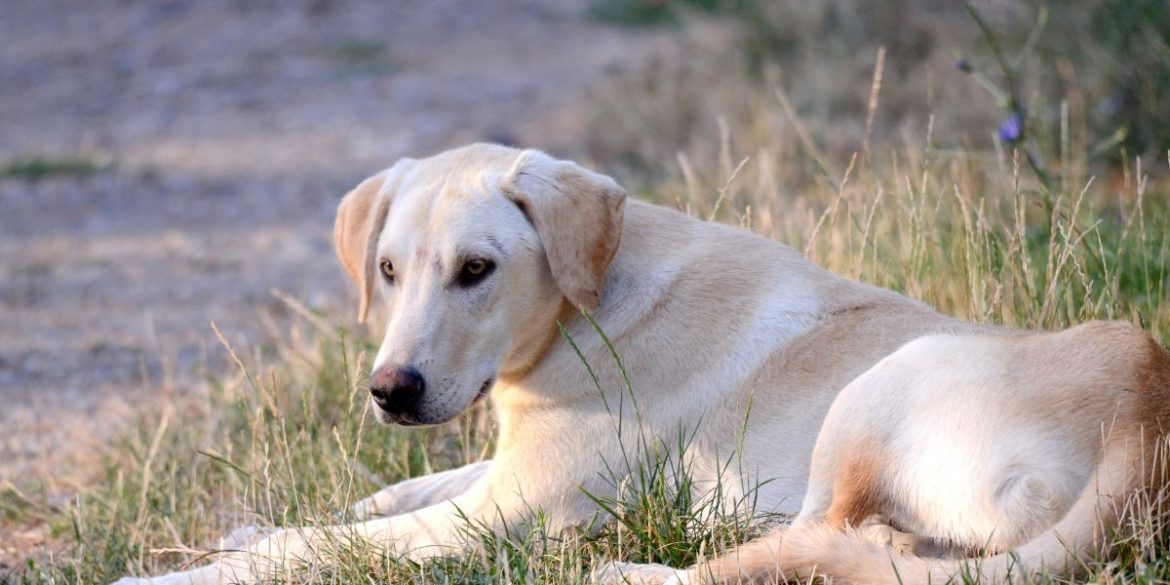 Dog-Lover Karnataka CM To Launch Online System To Adopt Stray Dogs In ...