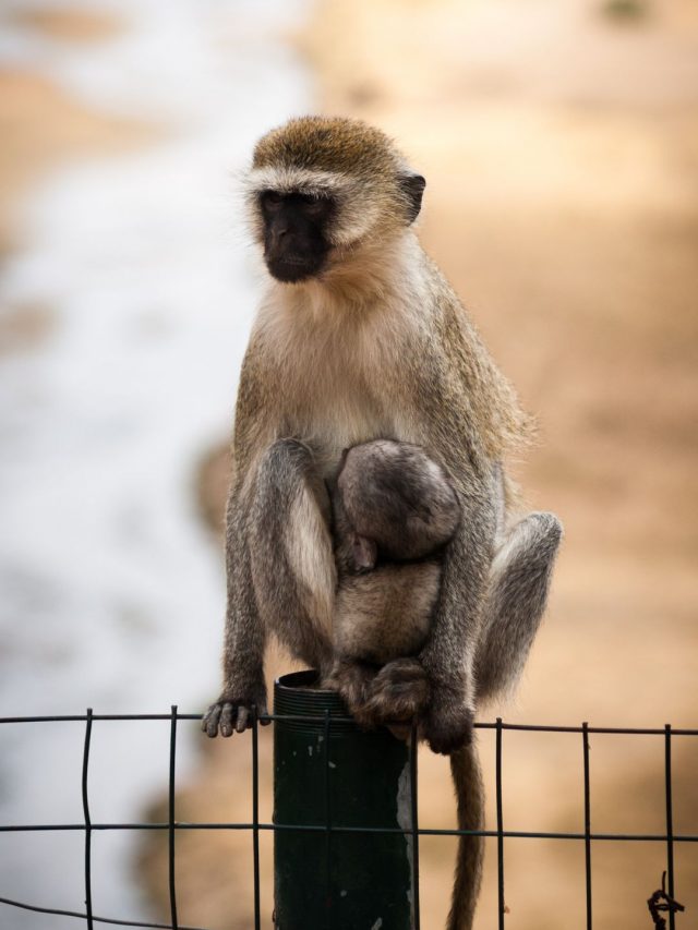9 Things To Do At Bannerghatta National Park In Bangalore