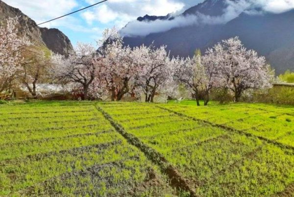 Ladakh’s Apricot Blossom Festival Is Here To Mesmerise You From April ...
