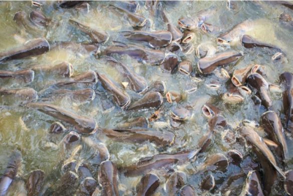 This Locally Managed Fish Sanctuary In Meghalaya Is A Visual Treat That ...