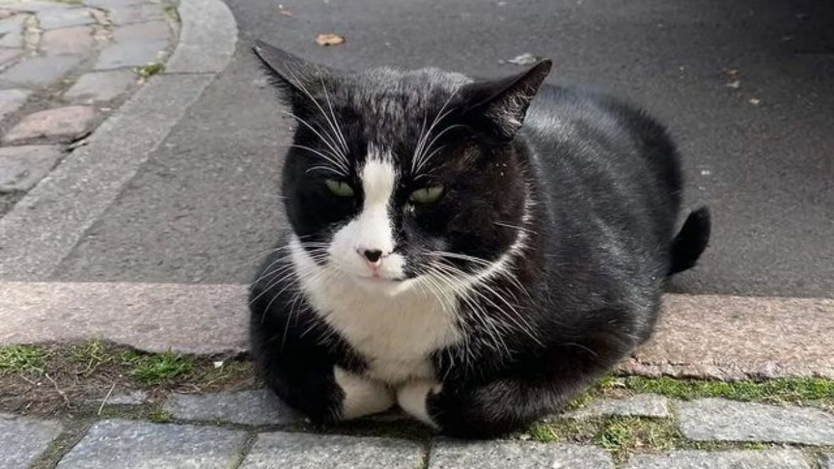 Gacek, A Stray Cat Is The Biggest Tourist Attraction Of This Polish City!