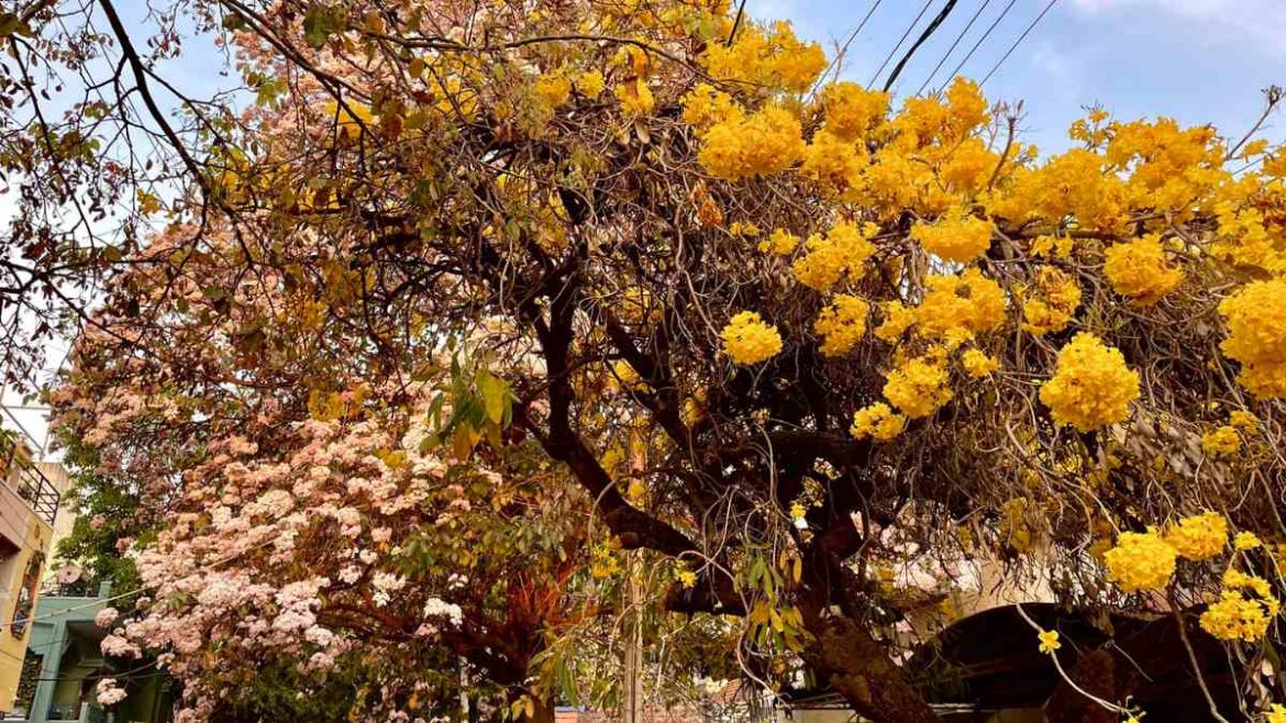 Pink, Purple & Now Gold! Bangalore Is Filled With Golden Trumpet Trees ...