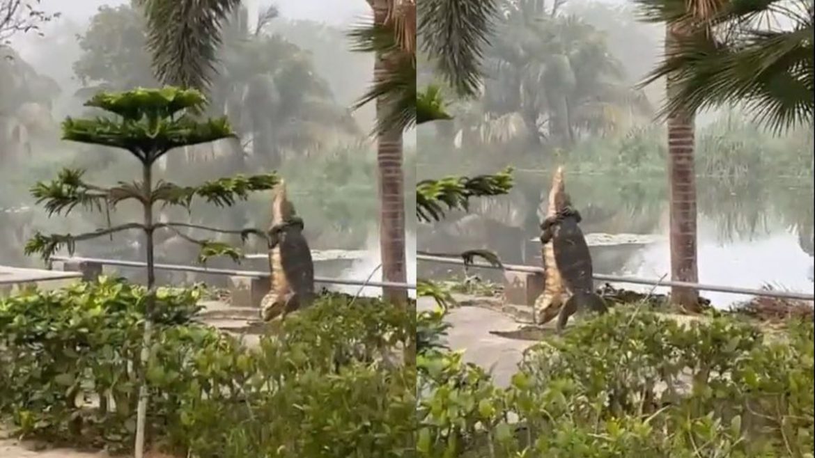 Video Of Two Monitor Lizards Hugging At IIM-C Goes Viral And Netizens ...