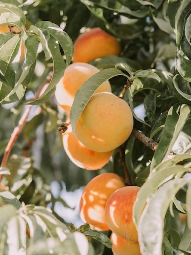 7 Great Ways To Incorporate Peaches In Your Diet!