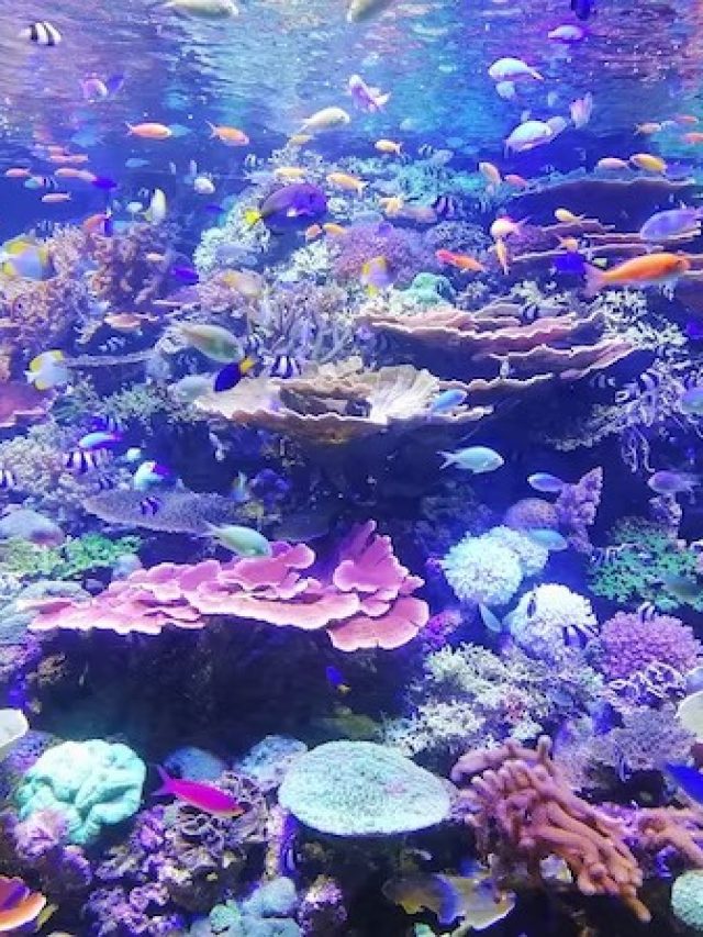 6 Best Places For Underwater Dining In The World