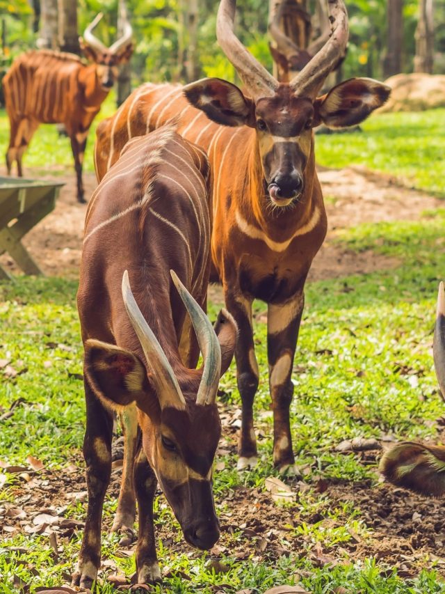 9 Uncommon Animals And Where In India Can You Spot Them