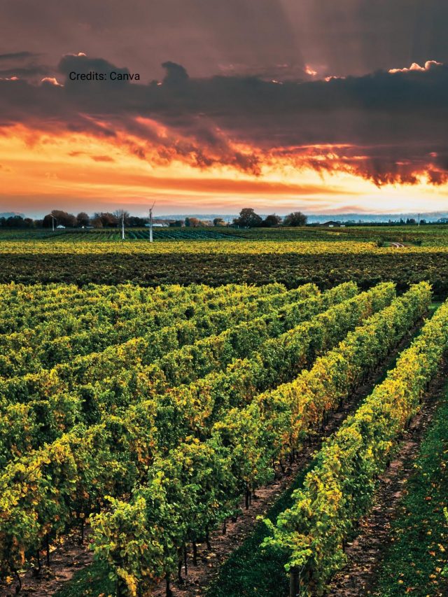 9 Best Vineyards To Visit In India