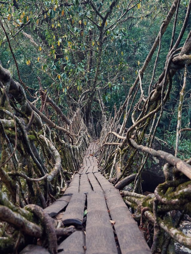 9 Facts About Living Root Bridges Of Meghalaya