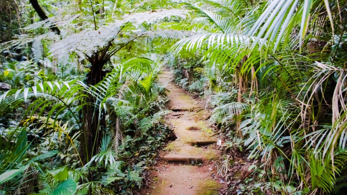 This Aesthetic Pic Of A Forest Trail Reminds The Internet Of ‘The Road ...