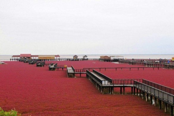 This Beach In China Is Red With No Sand And Looks Straight Out Of A Dream