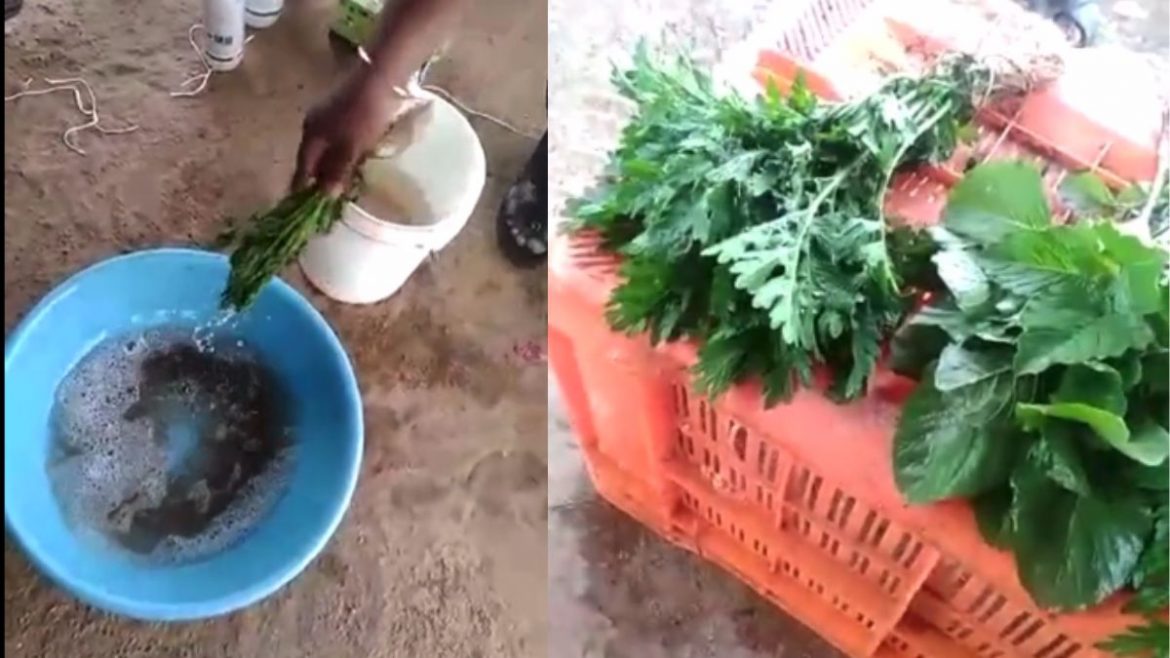 Man Dips Stale-Looking Veggie Leaves Into A Chemical Solution And What ...