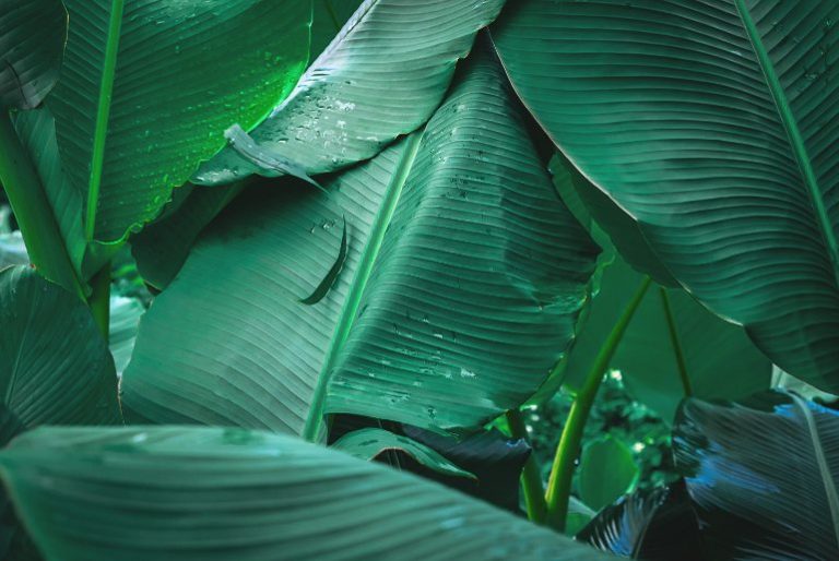 From Steaming To Eating Off Them, Here Are The 8 Benefits Of Banana Leaves!