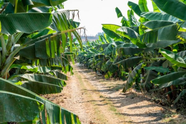 From Steaming To Eating Off Them, Here Are The 8 Benefits Of Banana Leaves!