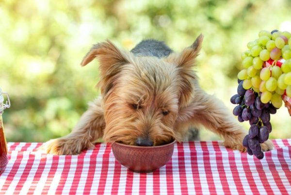 There's A 1st-Ever Fine Dine Canine Dinner For Dogs & Hoomans Happening ...