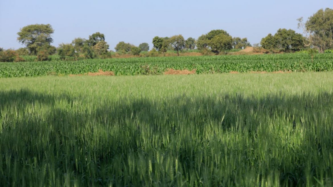 Sharjah’s Mleiha All Set To Get Greener; Sharjah Wheat Farm Over UAE ...