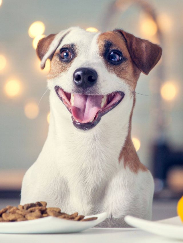 These 7 Desserts Are Perfect For Your Pet Dogs