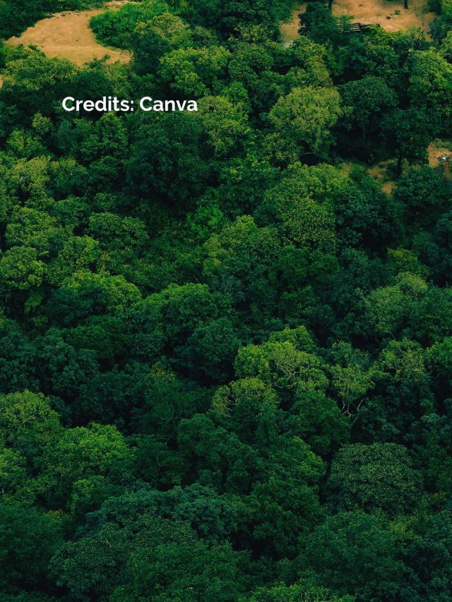 9 Most Incredible Forests In India