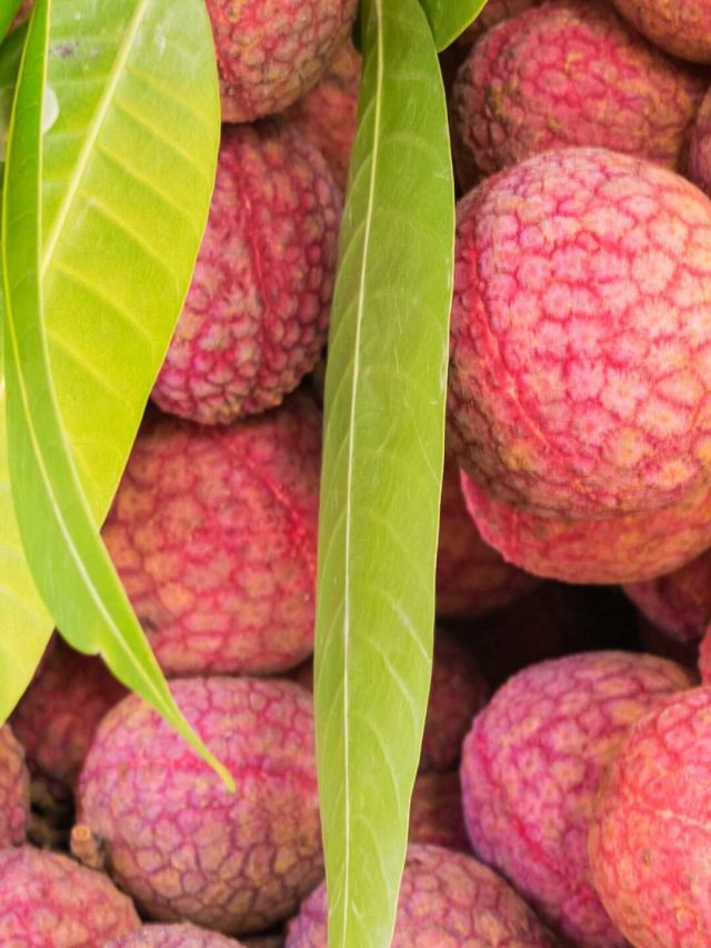 Home Hack: 6 Tips To Keep Litchis Fresh For A Long Time