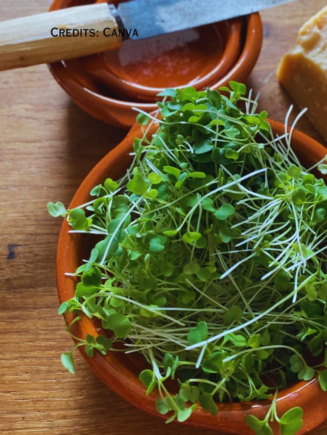 9 Ways To Include Microgreens In Your Meals