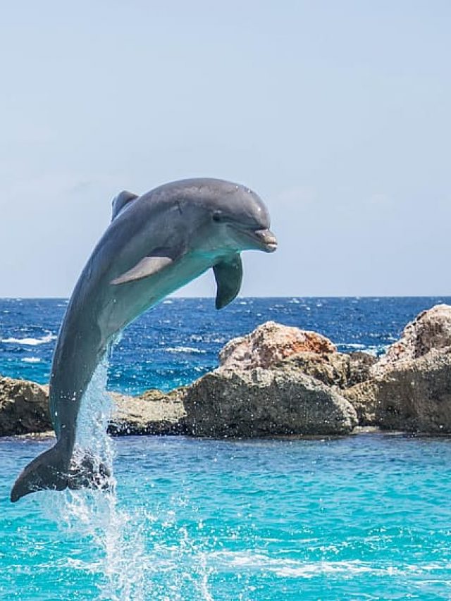 9 Perfect Places To Spot Dolphins In India