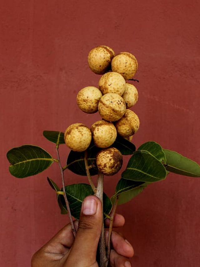 8 Health Benefits Of Eating Longan