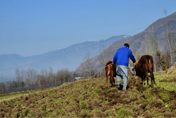 Kashmir's Aragam May Soon Become India's Largest Book Village; Details ...