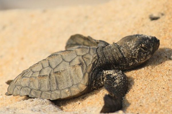 Good News! Olive Ridley Turtles Sighted At Goa Beaches During The Day Too
