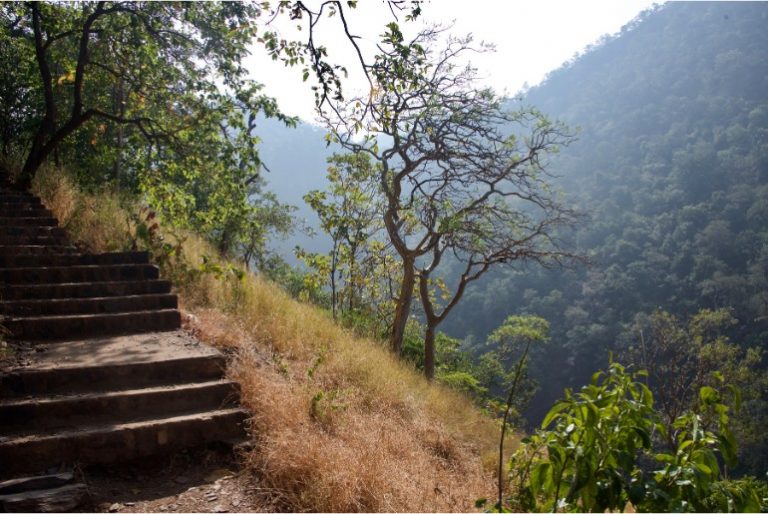 These 7 States Are Blessed With The Largest Forest Cover In India