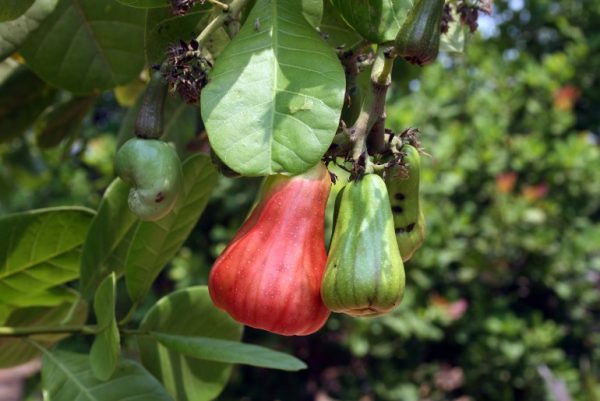 Urak, Goa's Jungle Juice Is Gaining Popularity Season By Season. Here's ...