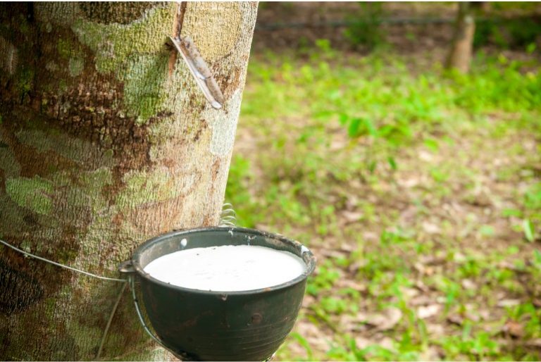 Neera, Maharashtra’s Favourite Drink From The Pre-Independence Era, Is ...