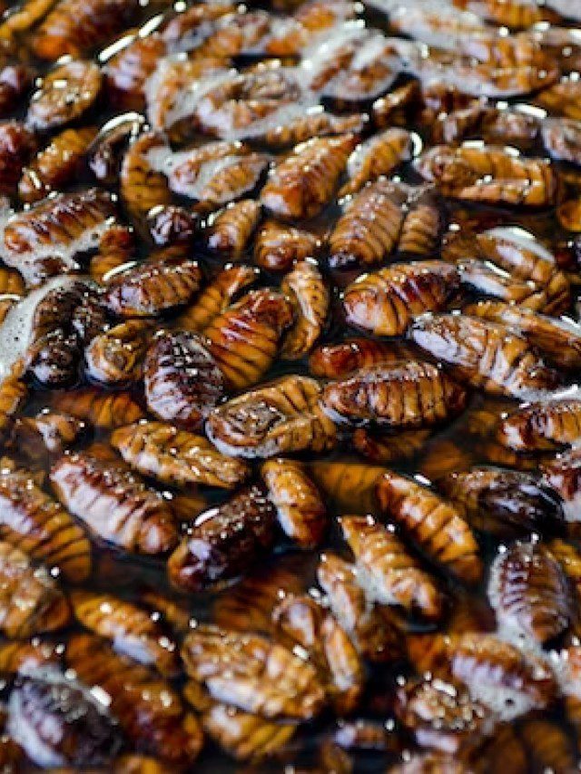 7 Insects That Are A Delicacy Around The World!