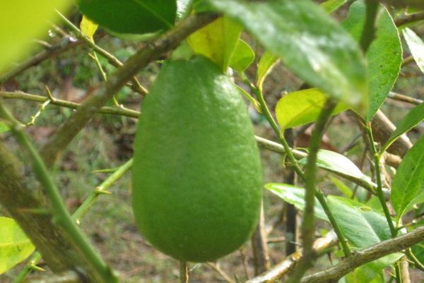 Why Summers In Assam Are Incomplete Without The Humble Kaji Nemu