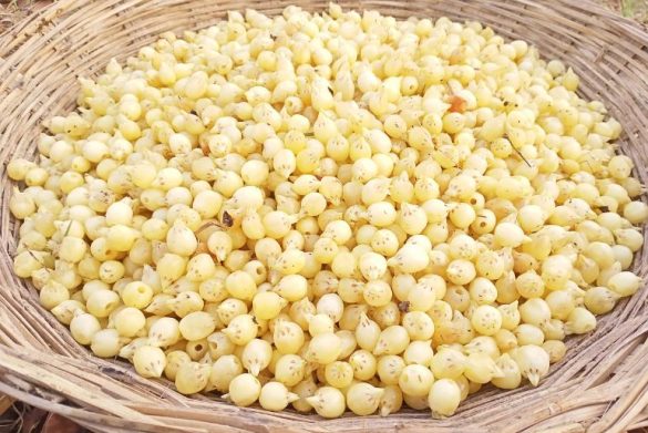 Mahua: A Traditional Liquor, Once Banned By The British, Now Finds ...