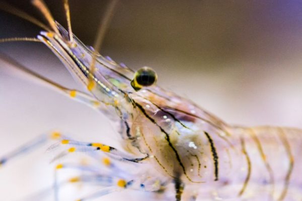 New Species Of Crab And Shrimp Discovered In Saudi Arabia! Details Inside