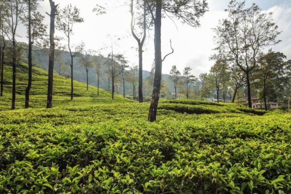 Sri Lanka Tea Trail: From Kandy Tea Plantations To Ceylon Tea Trails ...