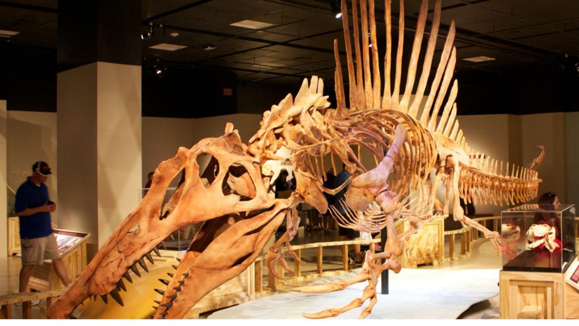 Archaeologists Unearth Fossil Of Meat-Eating Dinosaur Species ...