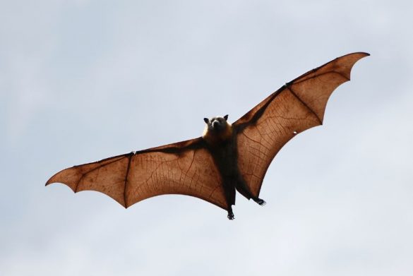 Bat Proteins May Hold The Key To Human Life Longevity According To This ...