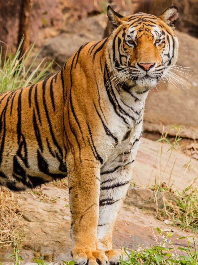 6 Smallest Tiger Reserves To Visit In India