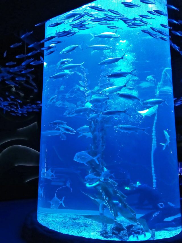 6 Facts About Marine World, Kerala (Chavakkad)