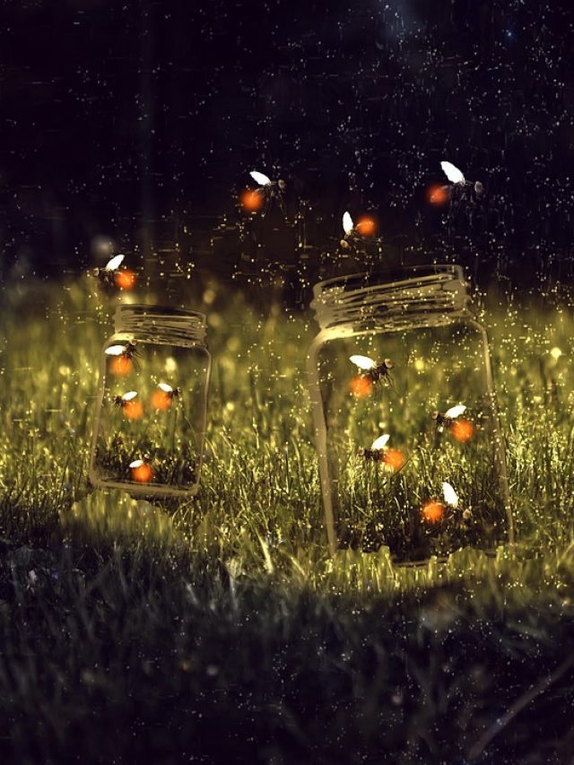 6 Places In India Where You Can Catch Fireflies