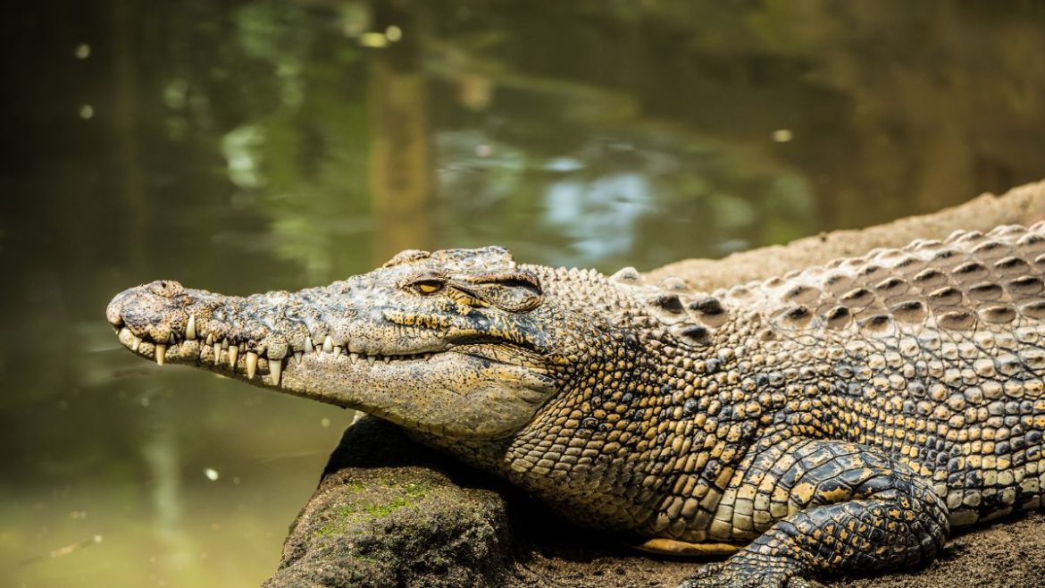 Mumbaikars, Witness Crocodiles & Gharials At The New Croc Trails At ...